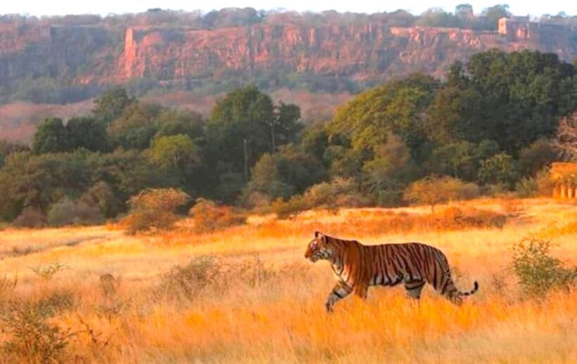 Ranthambhore: Ranthambhore Tiger Reserve Booking - Practical Tips for a Better Safari