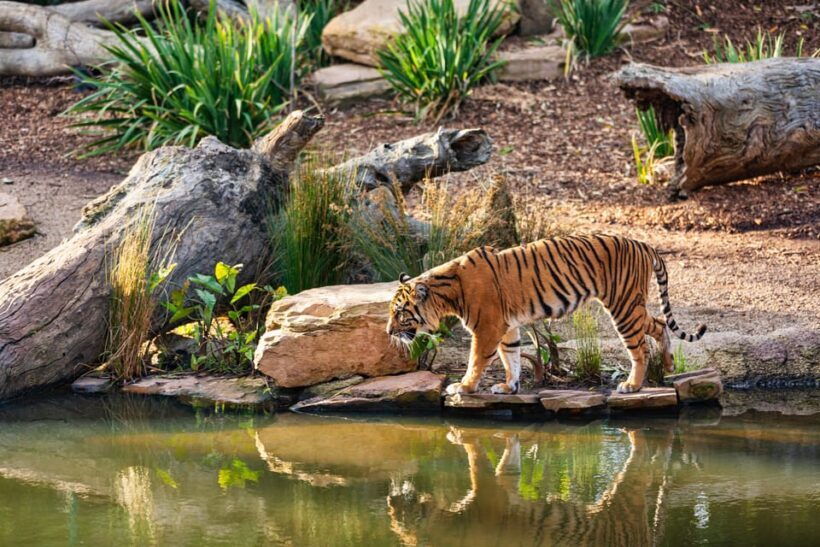 Ranthambhore: Ranthambhore Tiger Reserve Booking - Who Should Consider This Tour?