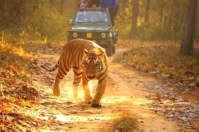 Ranthambhore Tiger Tour of Delhi, Agra, and Jaipur 5 Star Hotel - Authentic Experiences and Travel Insights from Reviews