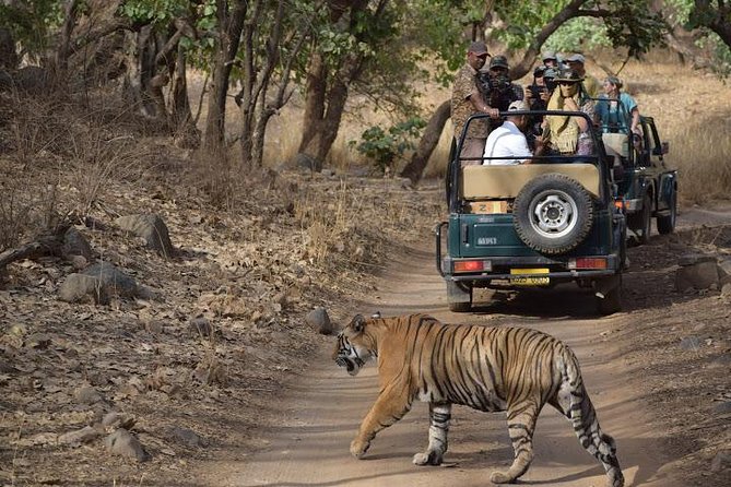 Ranthambhore Tiger Tour of Delhi, Agra, and Jaipur 5 Star Hotel - The Sum Up