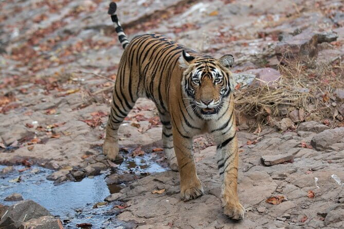 Ranthambore Day Trip from Jaipur with Tiger Safari - Additional Information