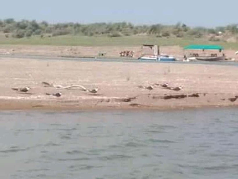 Ranthambore Gharial Sanctuary and Chambal Safari by boats. - Key Points