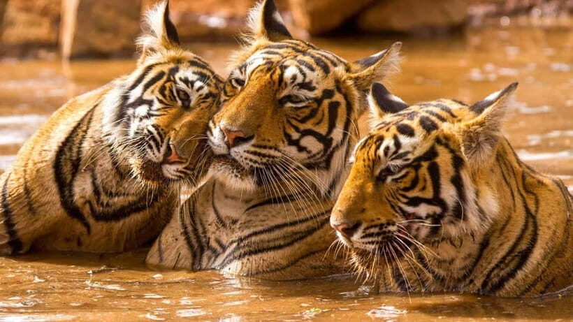 Ranthambore: Guided Safari Tour by Canter or Jeep - Key Points