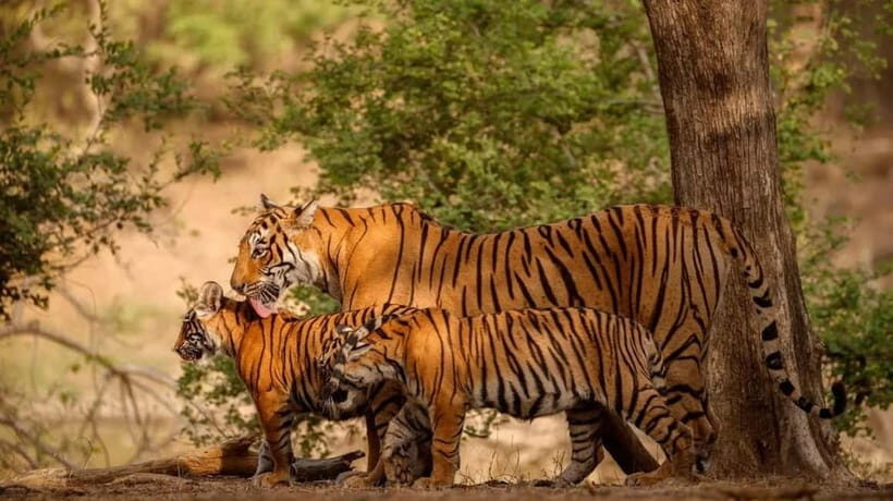 Ranthambore: Guided Safari Tour by Canter or Jeep - An In-Depth Look at the Ranthambore Safari Experience