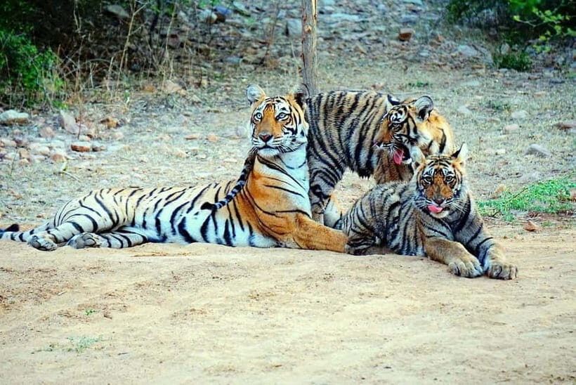 Ranthambore: Guided Safari Tour by Canter or Jeep - FAQs