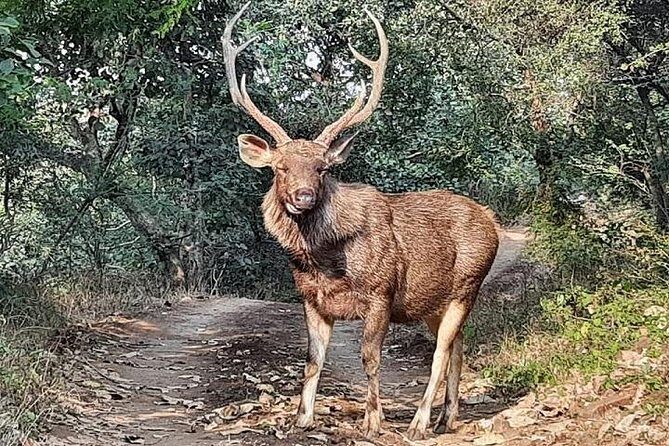 RANTHAMBORE NATIONAL PARK (3 Nights /4 Days) - An In-Depth Look at the Ranthambore Safari Experience