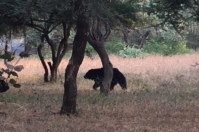 RANTHAMBORE NATIONAL PARK (3 Nights /4 Days) - Frequently Asked Questions