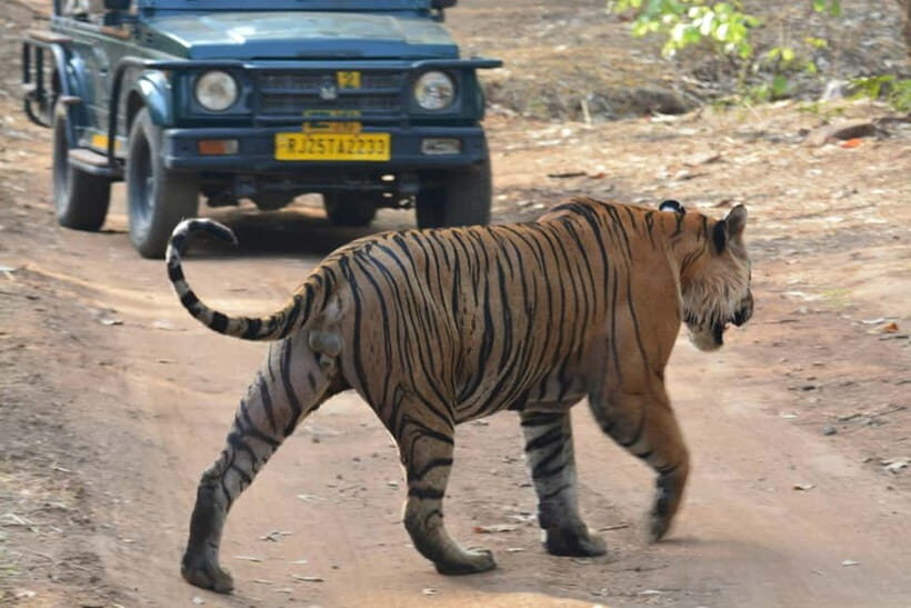 Ranthambore: National Park Guided Jeep or canter Safari - An In-Depth Look at the Safari Experience