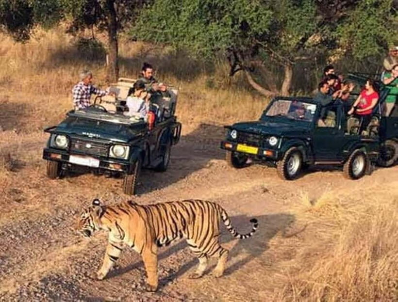 Ranthambore National Park: Jeep Safari from Sawai Madhopur - An In-Depth Look at the Ranthambore Jeep Safari