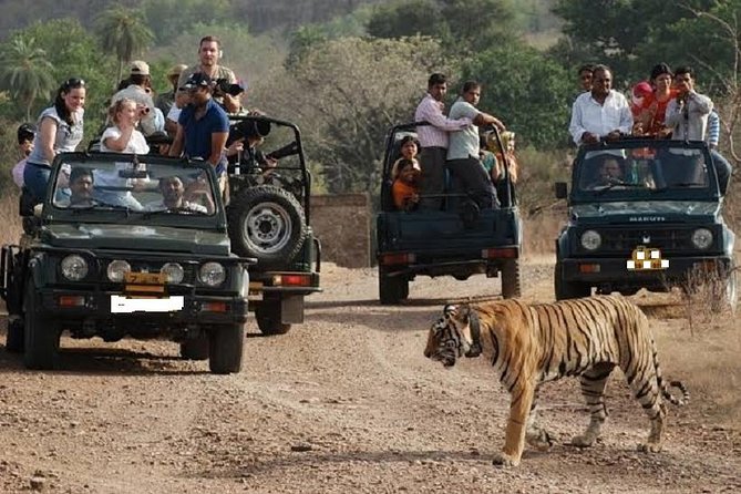 Ranthambore National Park one day safari From Jaipur - What Travelers Say