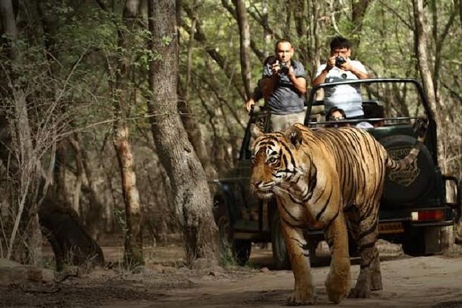 Ranthambore National Park one day safari From Jaipur - Transportation and Comfort