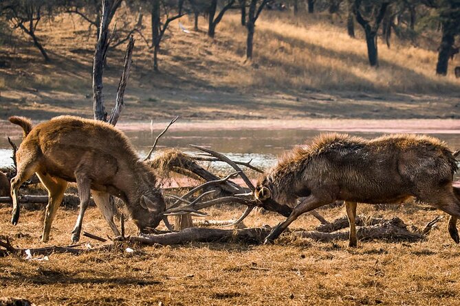 Ranthambore National Park one day safari From Jaipur - The Sum Up