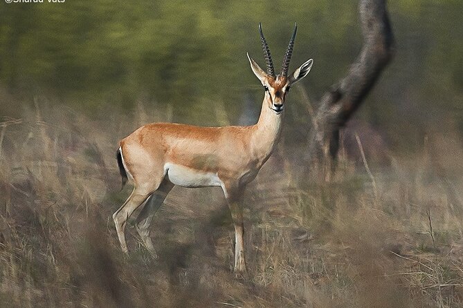Ranthambore National Park one day safari From Jaipur - FAQs