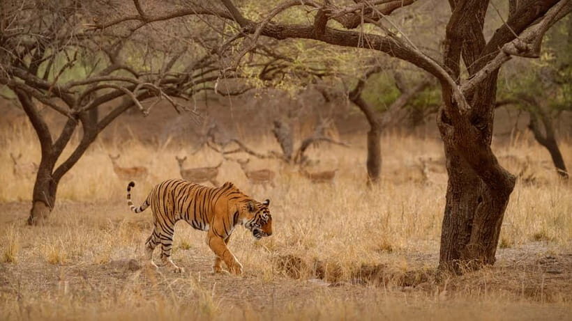 Ranthambore National Park: Safari Ticket with Pickup Option - Key Points