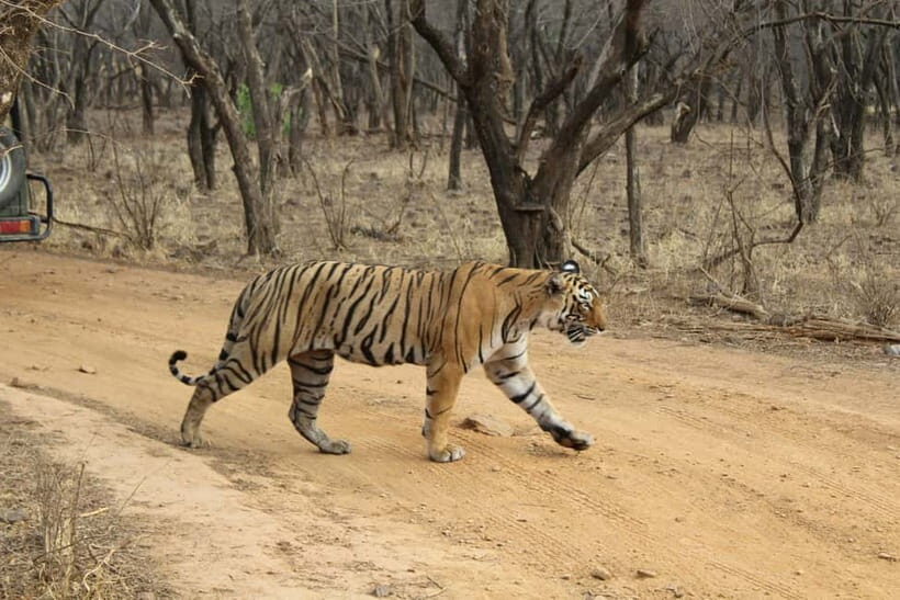 Ranthambore National Park: Safari Ticket with Pickup Option - Exploring Ranthambore: What to Expect