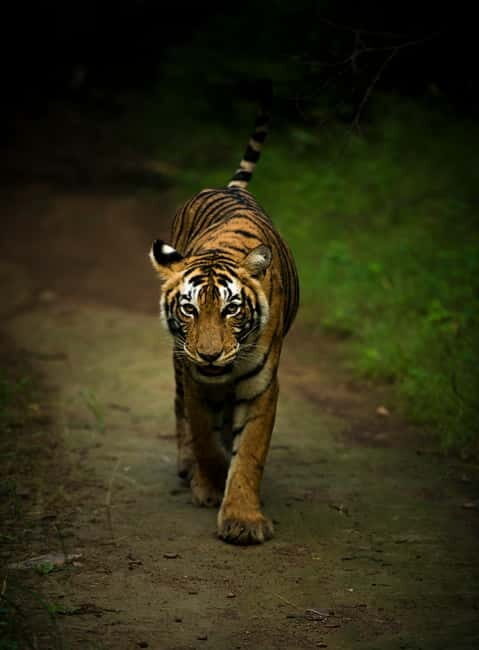 Ranthambore National Park: Safari Ticket with Pickup Option - Authenticity and Value