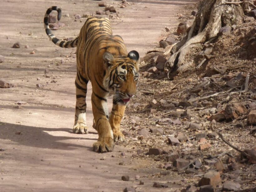 Ranthambore National Park - The Role of Guides and Vehicle Choice