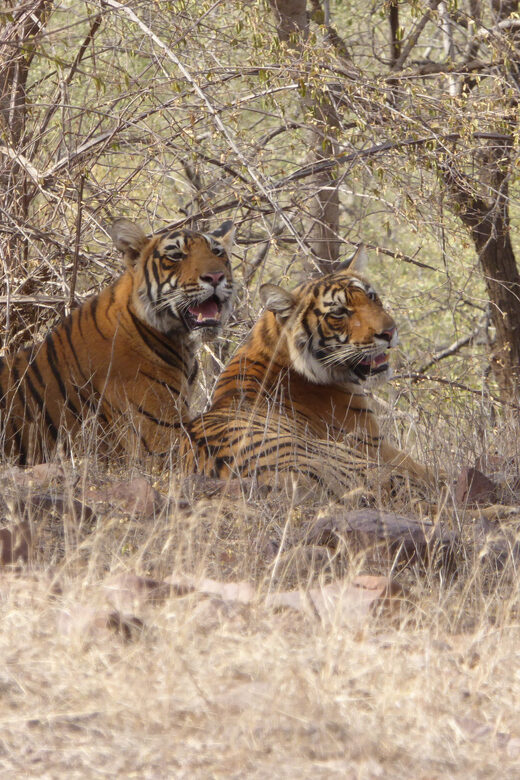 Ranthambore National Park - Pricing and Value