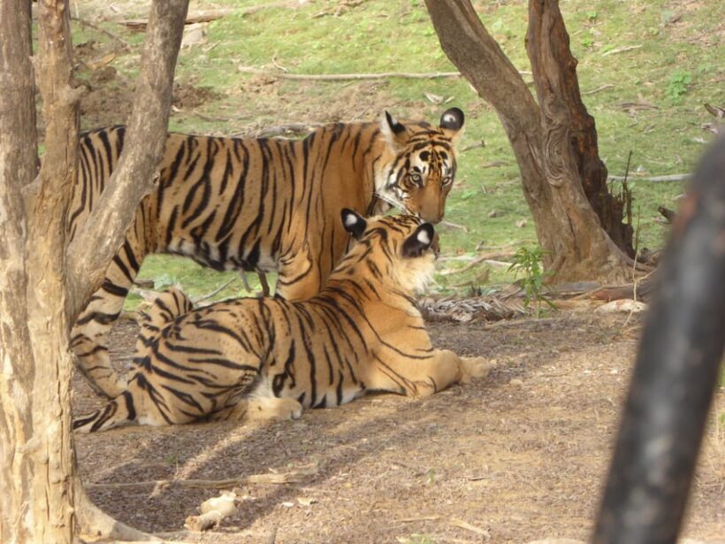 Ranthambore National Park - Practical Tips for the Safari