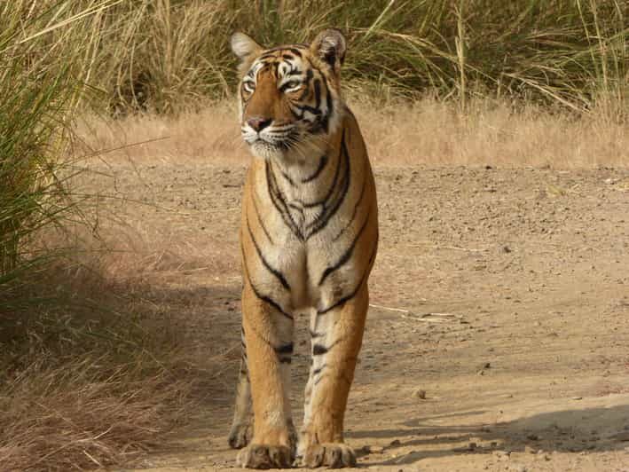 Ranthambore National Park - Real Experiences from Travelers