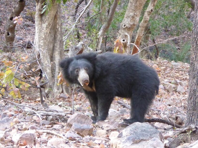 Ranthambore National Park - The Sum Up