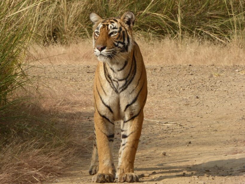 Ranthambore National Park - FAQ