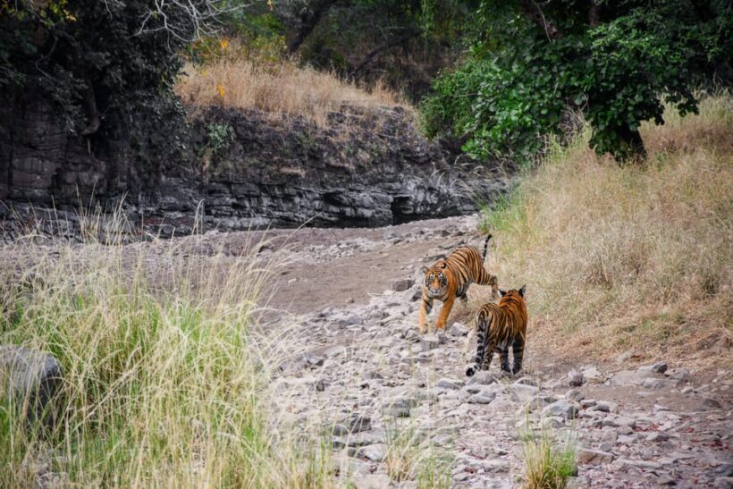 Ranthambore Safari Booking-Sharing Gypsy and Sharing Canter - Key Points