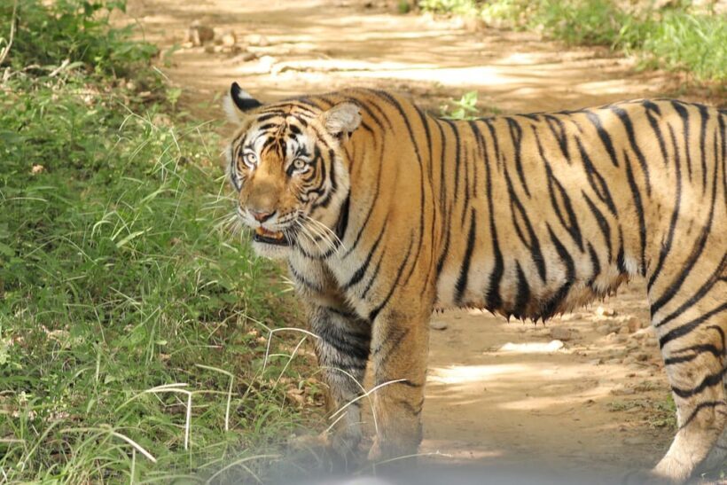 Ranthambore Safari Booking-Sharing Gypsy and Sharing Canter - Value for Money