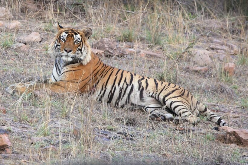 Ranthambore Safari Booking-Sharing Gypsy and Sharing Canter - Accessibility and Other Considerations