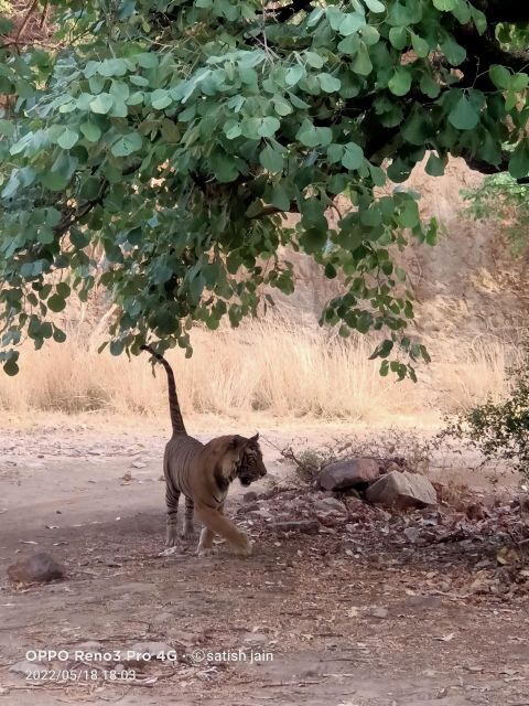 Ranthambore safari by Canter (20 seater) 24 hrs advance - Key Points