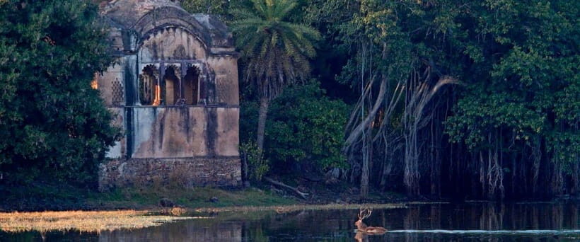 Ranthambore safari by Canter ( 20 seater bus) - What’s Included and What’s Not?