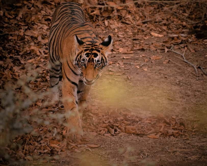 Ranthambore safari by Canter ( 20 seater bus) - The Group Experience: Pros and Cons
