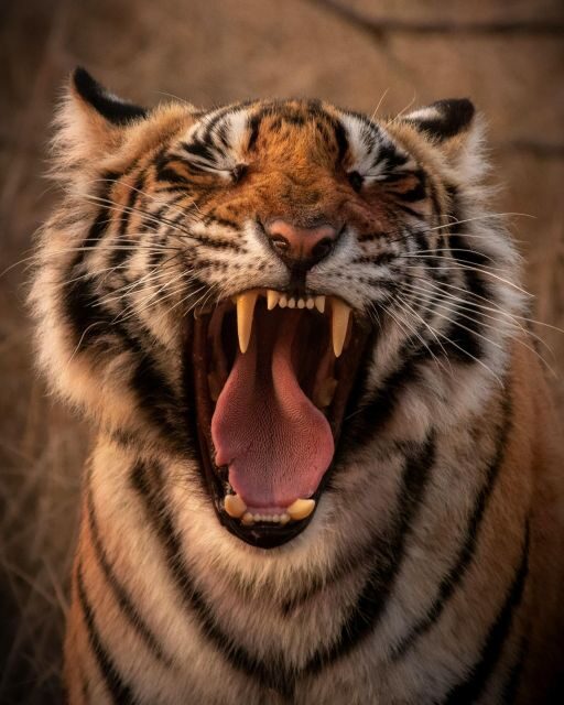 Ranthambore safari by Canter ( 20 seater bus) - Practical Tips for a Smooth Safari
