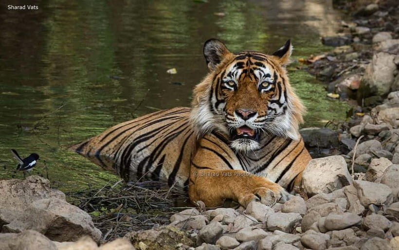 Ranthambore Safari Trip - The Allure of Ranthambore National Park