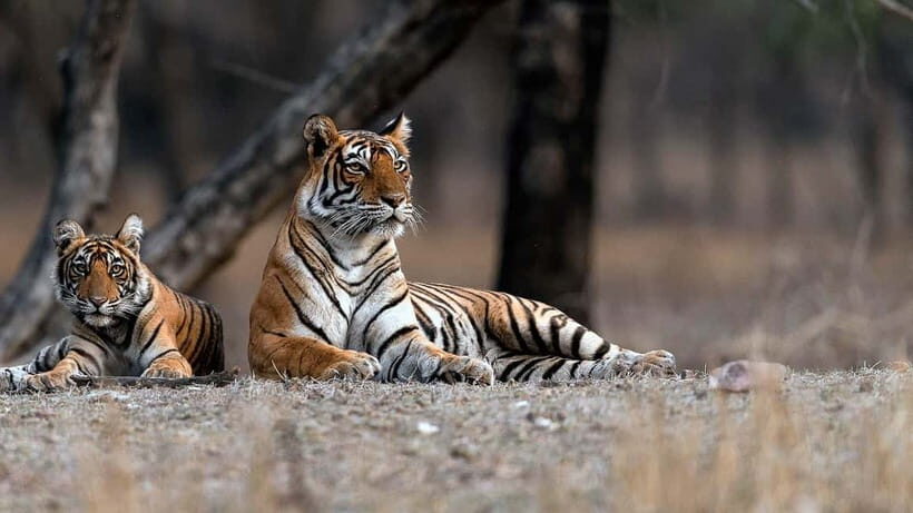 Ranthambore Safari Trip - Timing and Best Seasons