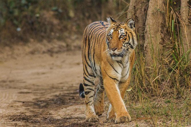 Ranthambore Same Day Experience - An In-Depth Look at the Ranthambore Day Trip