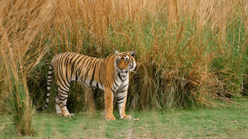 Ranthambore: Shared Tiger Safari in Canter or Gypsy - An In-Depth Look at the Ranthambhore Safari Experience