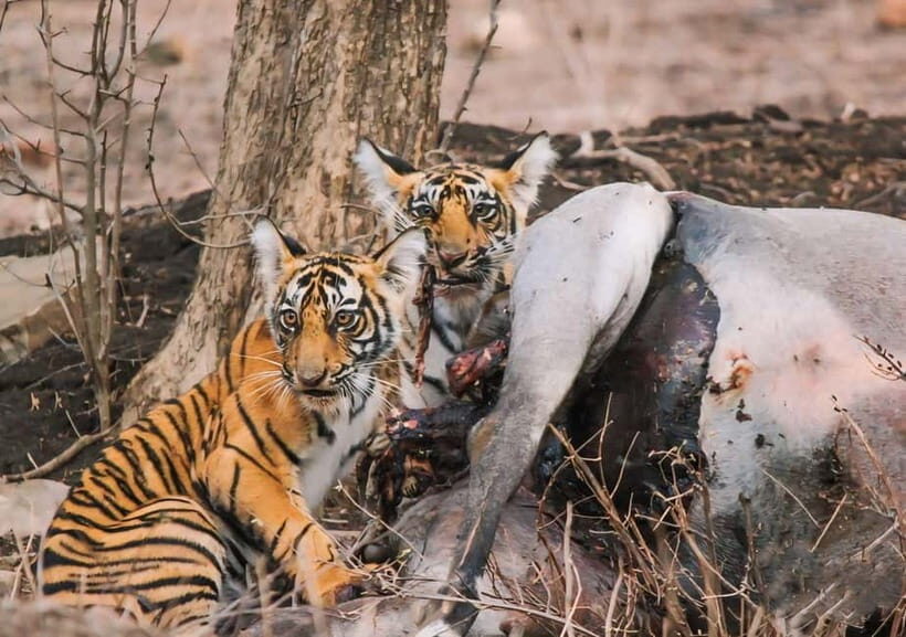 Ranthambore: Skip-the-Line Tiger Safari in Sharing Canter - FAQ