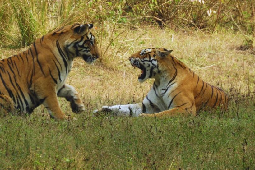 Ranthambore: Skip-the-Line Tiger Safari in Sharing Canter - Key Points