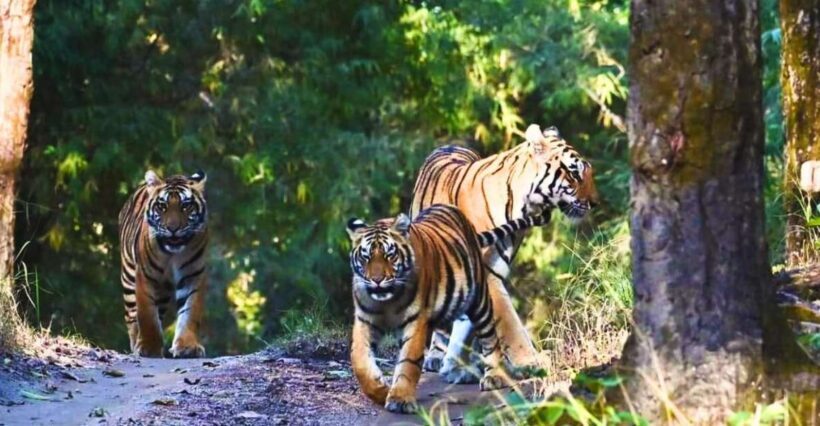 Ranthambore: Skip-the-Line Tiger Safari in Sharing Canter - What Is Ranthambore National Park?