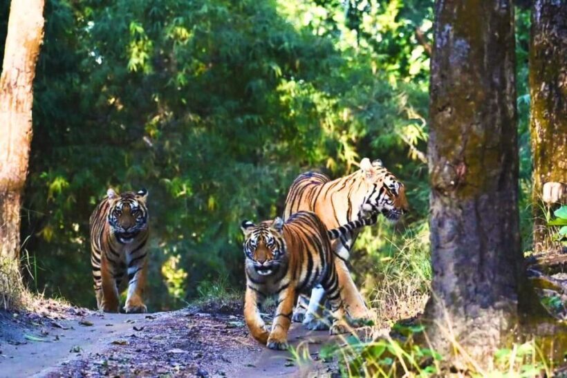 Ranthambore: Skip-the-Line Tiger Safari in Sharing Canter - The Safari Ride: What You’ll Experience