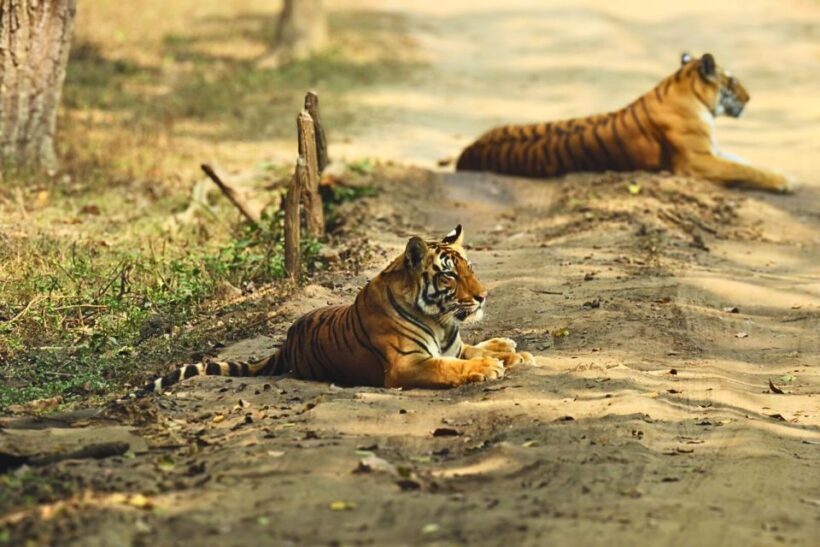 Ranthambore: Skip-the-Line Tiger Safari in Sharing Canter - Authenticity and Conservation