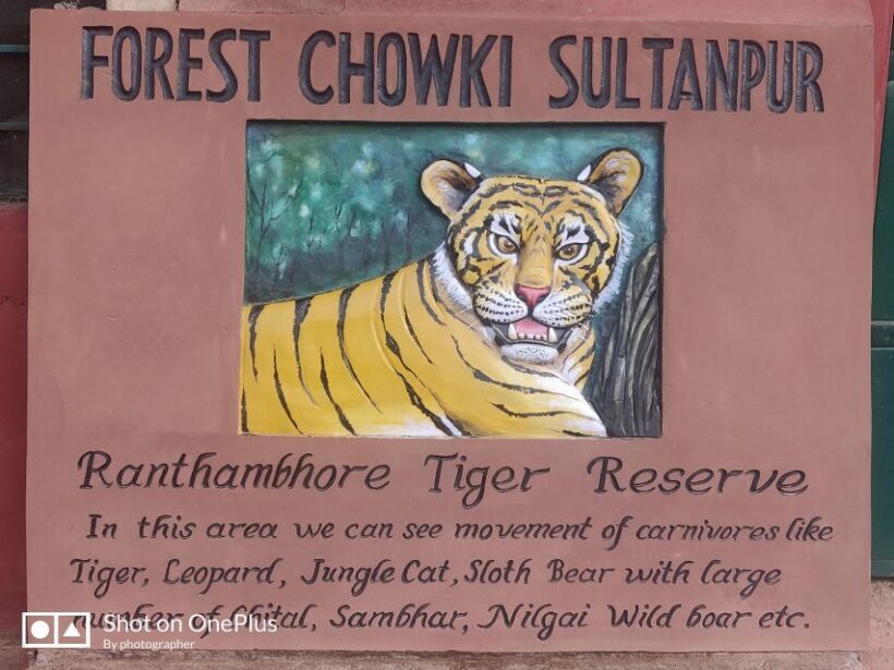 Ranthambore Tiger Safari Day Trip from Jaipur -All Inclusive - Key Points
