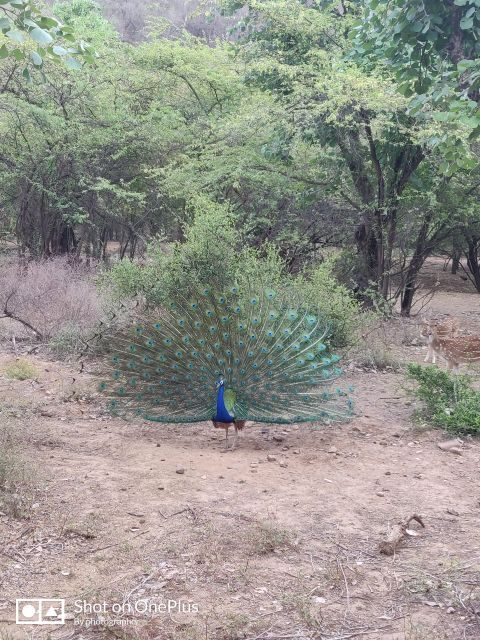 Ranthambore Tiger Safari Day Trip from Jaipur -All Inclusive - A Detailed Look at the Experience
