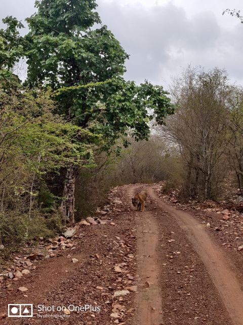Ranthambore Tiger Safari Day Trip from Jaipur -All Inclusive - Who Should Consider This Tour?