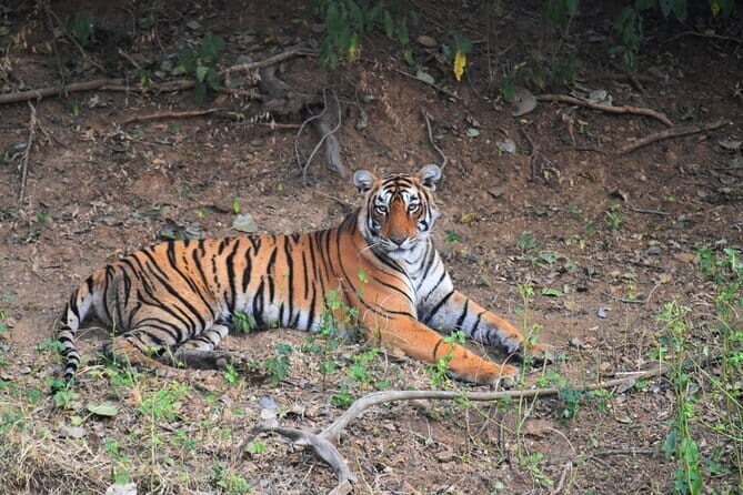 Ranthambore Tiger Safari Day Trip from Jaipur - The Itinerary in Detail: What You Can Expect