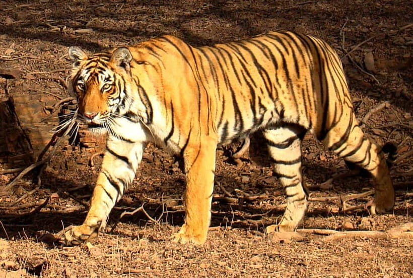 Ranthambore Tiger Safari Day Trip with Fort Tour & Lunch - Key Points