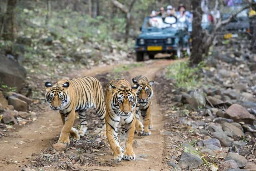 Ranthambore Tiger Safari Day Trip with Fort Tour & Lunch - The Practicalities