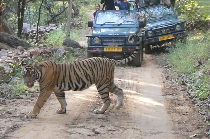 Ranthambore Tiger Safari Private Same Day Trip from Jaipur - Why This Tour Works for Different Travelers