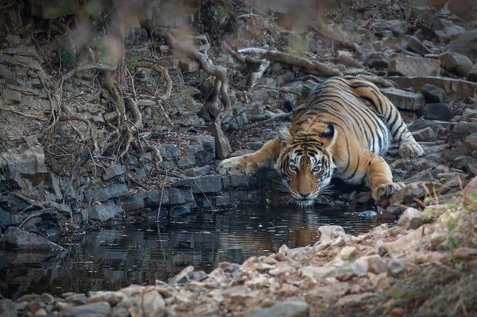 Ranthambore Tiger Safari Private Same Day Trip from Jaipur - Practical Tips for a Smooth Experience